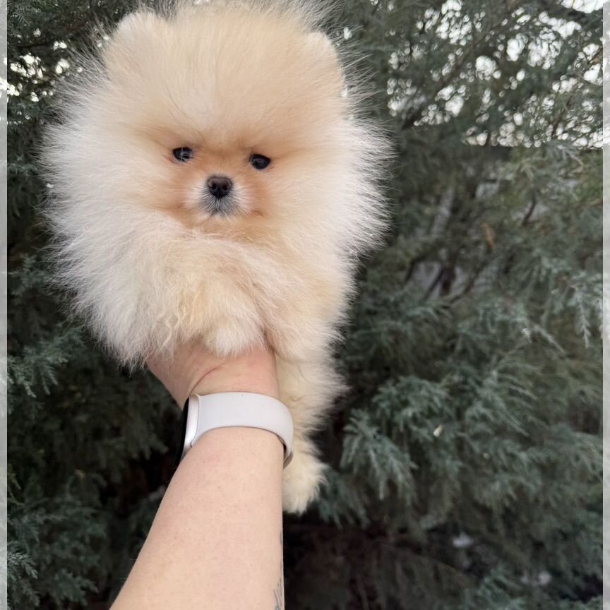 Шпиц мини мальчик