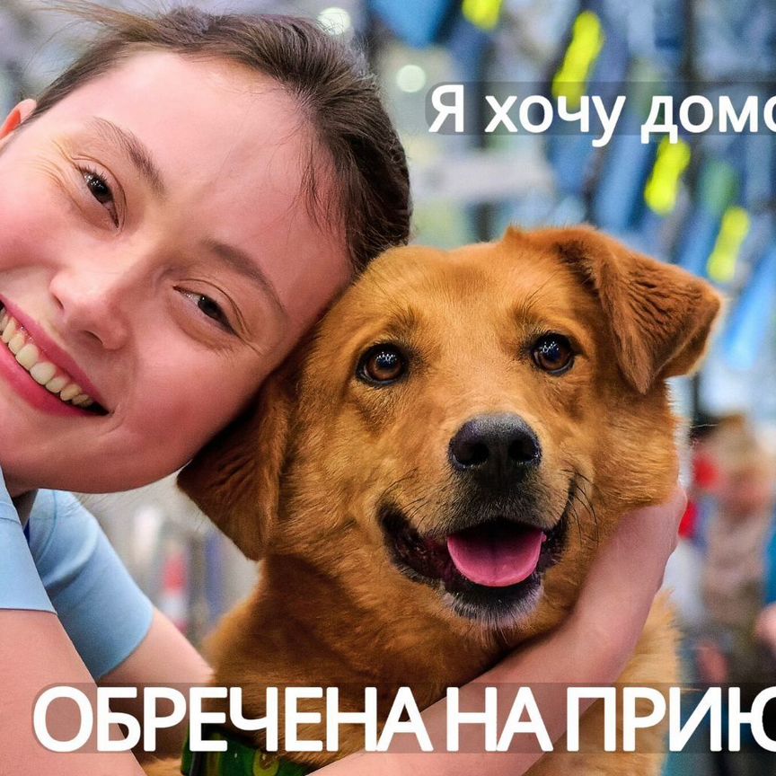 Взрослая собака в добрые руки