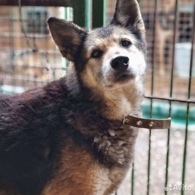 Зайка в добрые руки