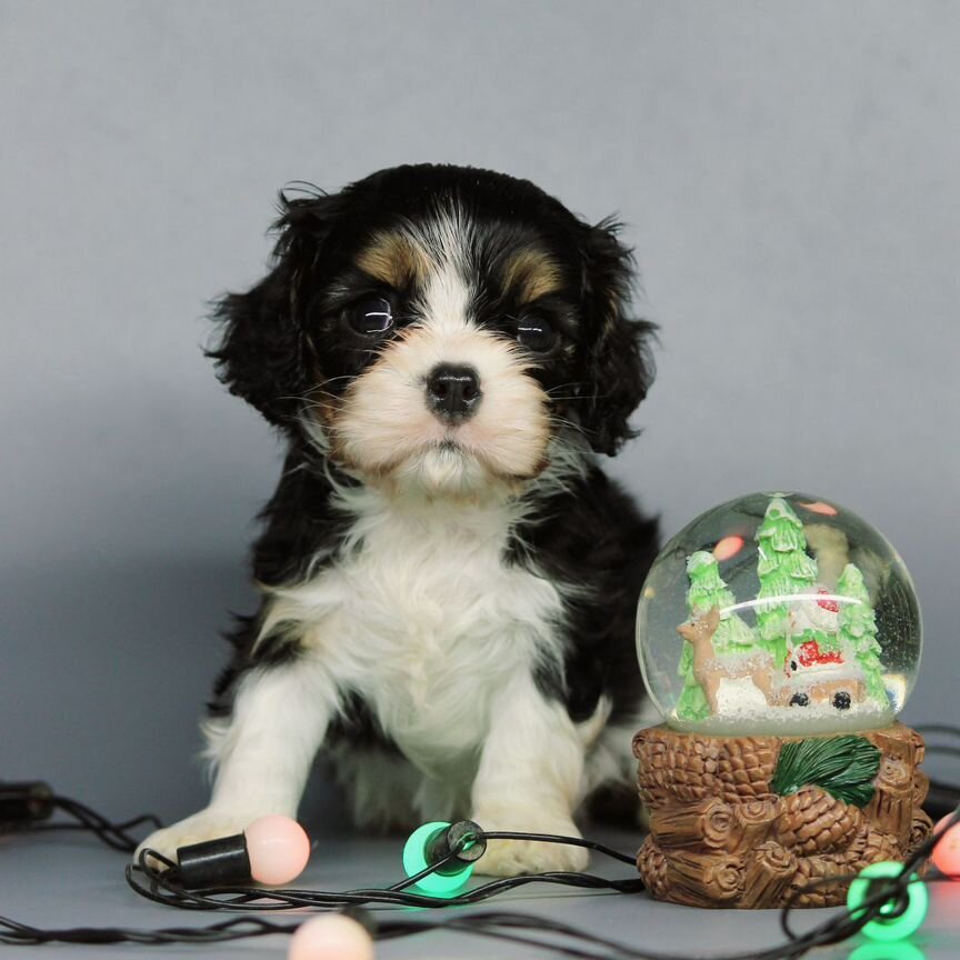 Щенки Кавалерчики