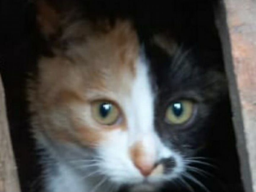 Котята в саду