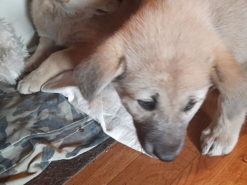 Собака в добрые руки щенок