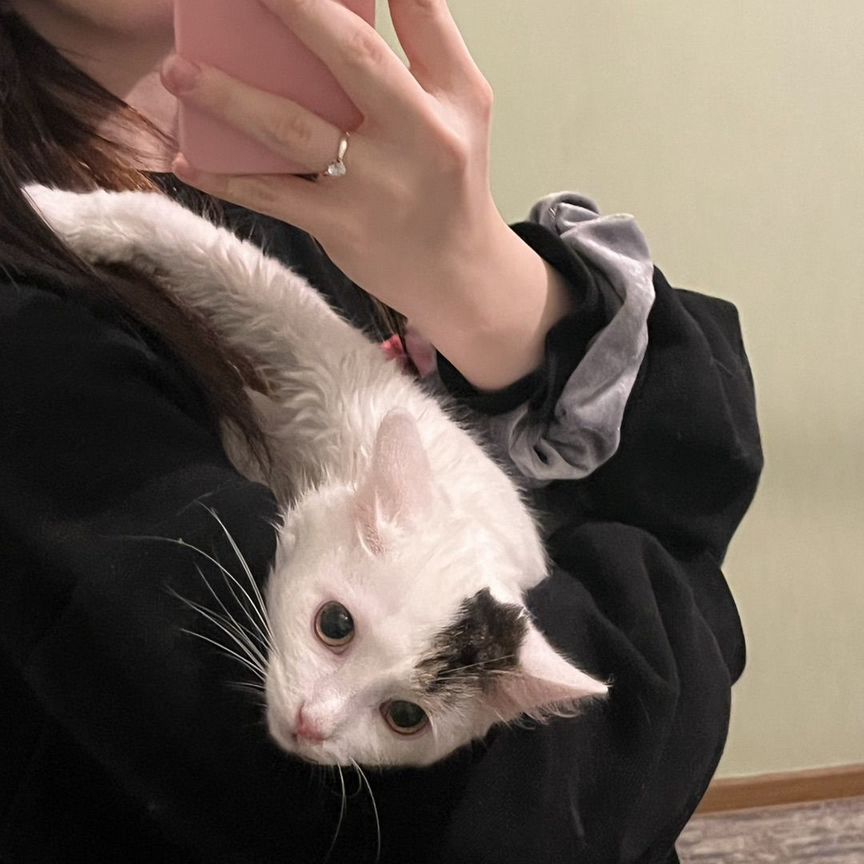 Котенок Несси