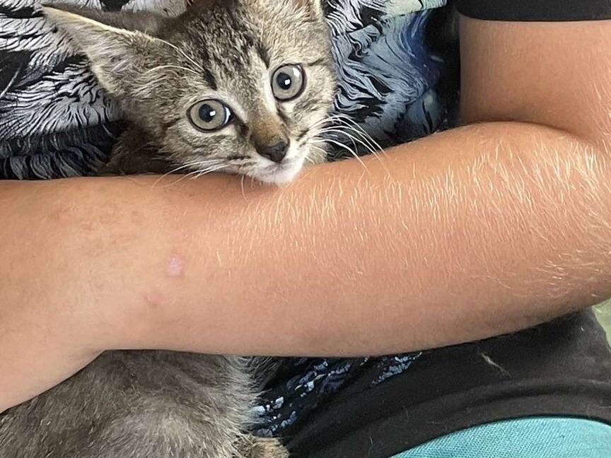 Котёнок совсем крошка ищет дом