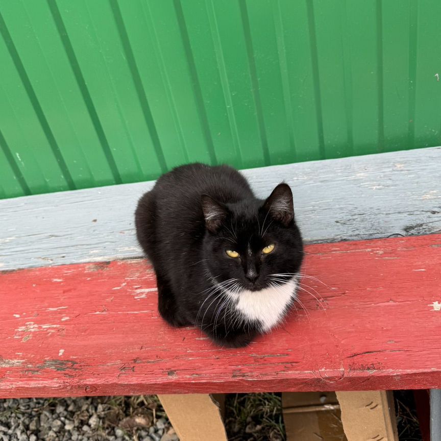 Кот