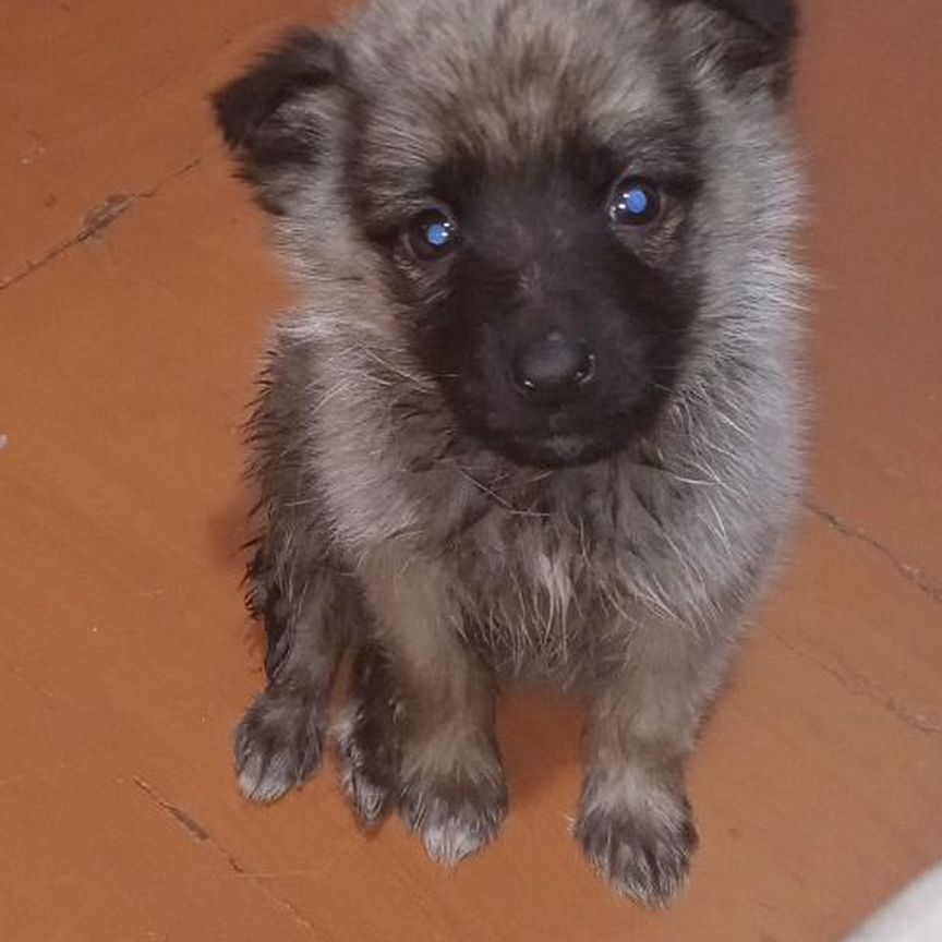 Кавказская овчарка, щенок