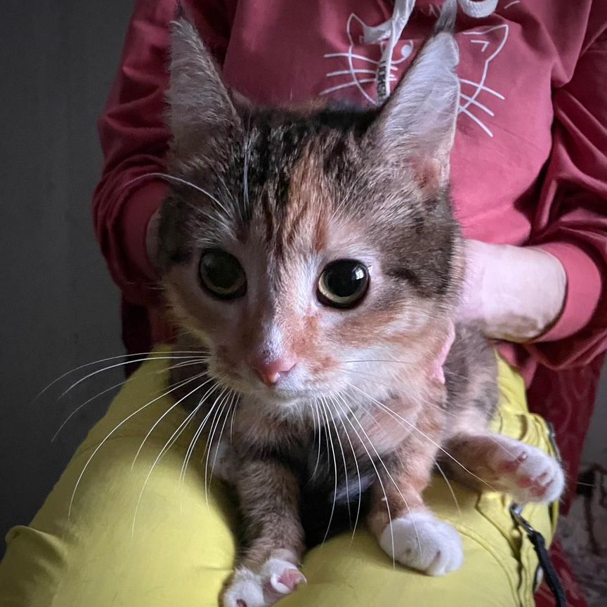 Кошка