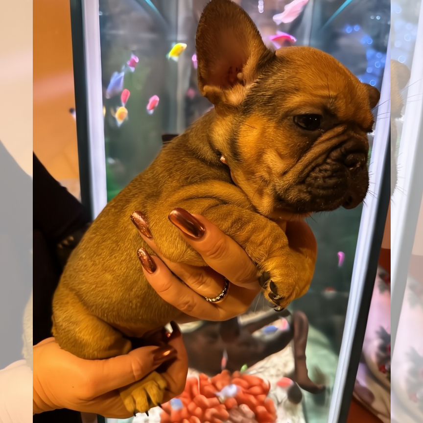 Французский бульдог, щенок