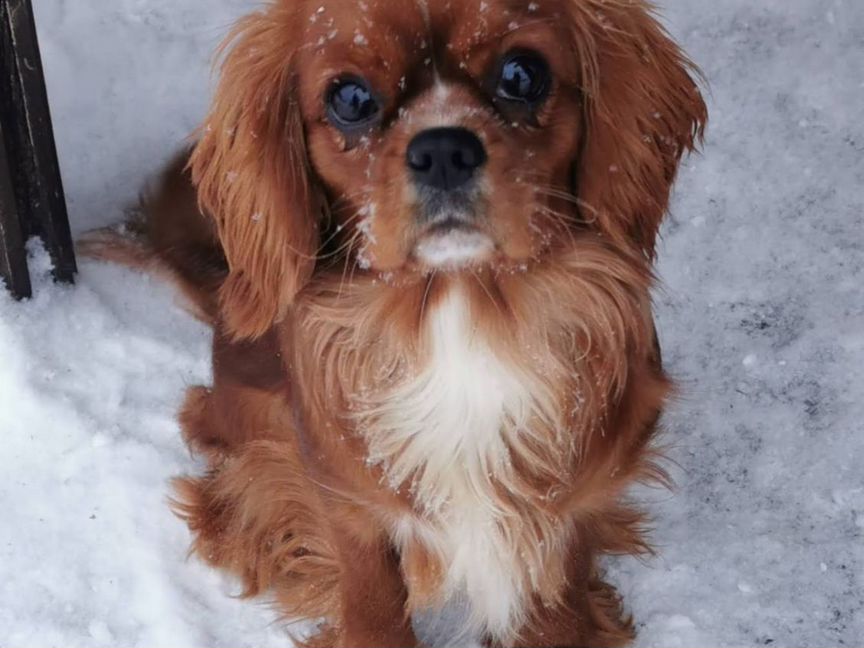 Кавалер кинг чарльз спаниель Девочка