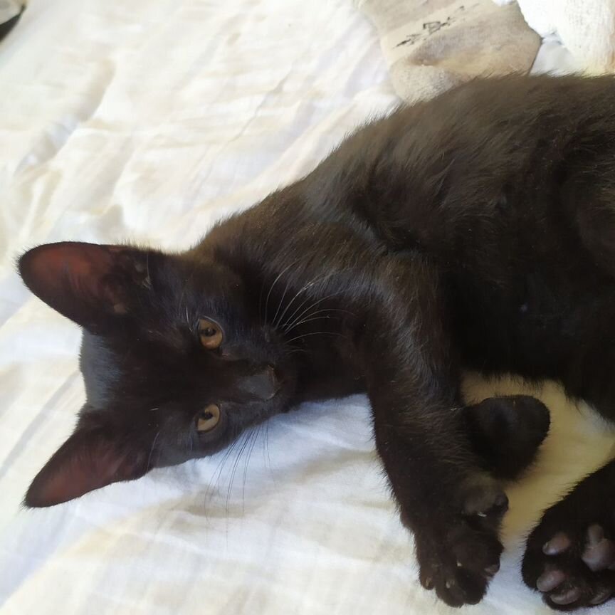 Котенок 2,5-3 месяца