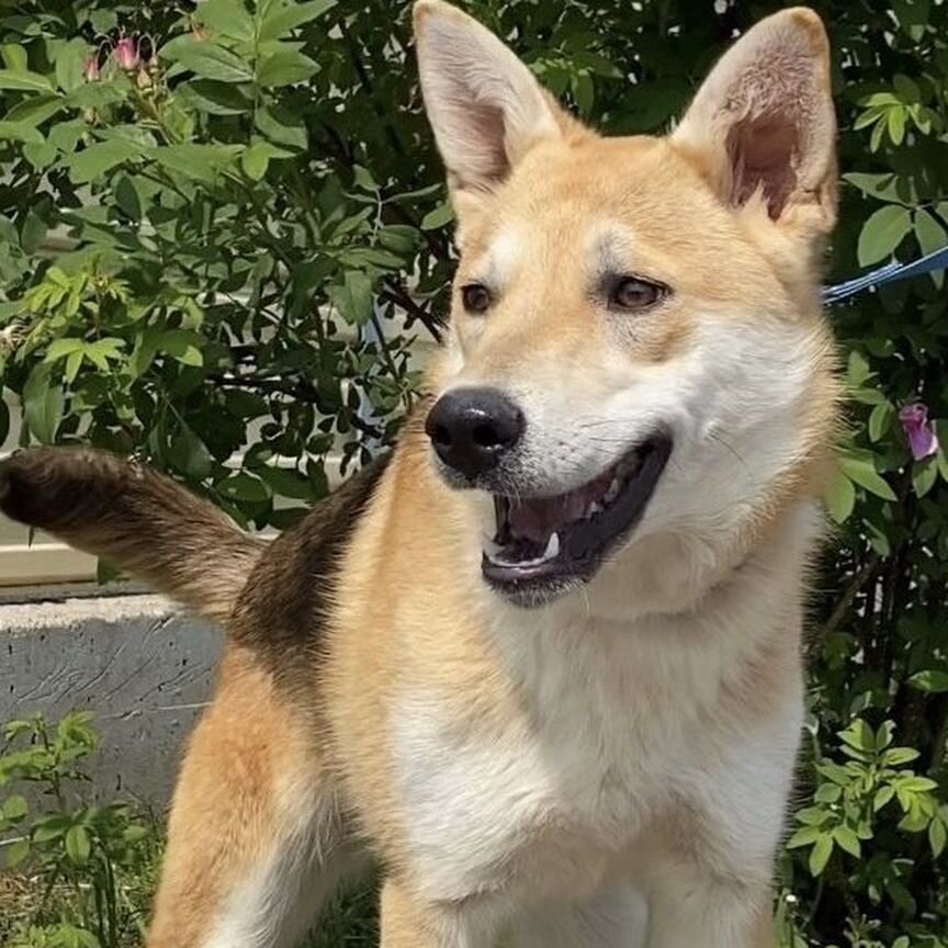 Взрослая собака в добрые руки