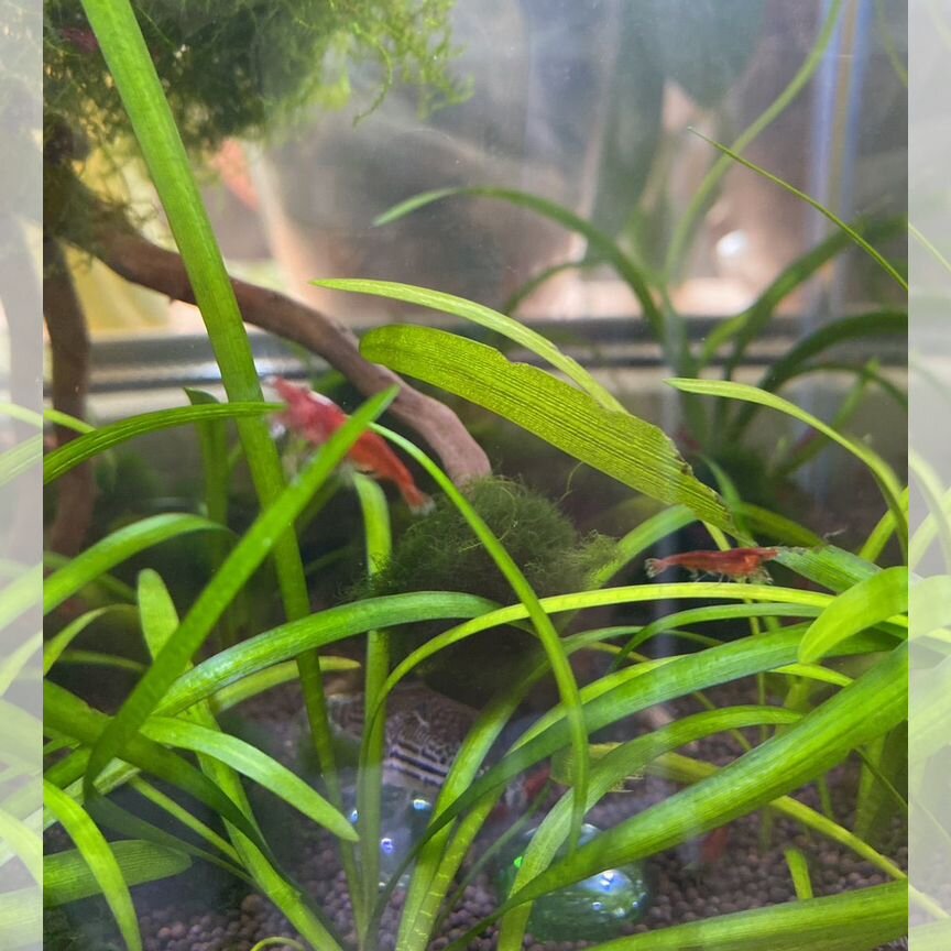 Аквариумные креветки