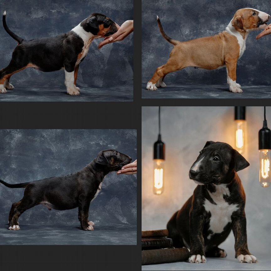 2 девочки и 1 мальчишка станд бультерьеры