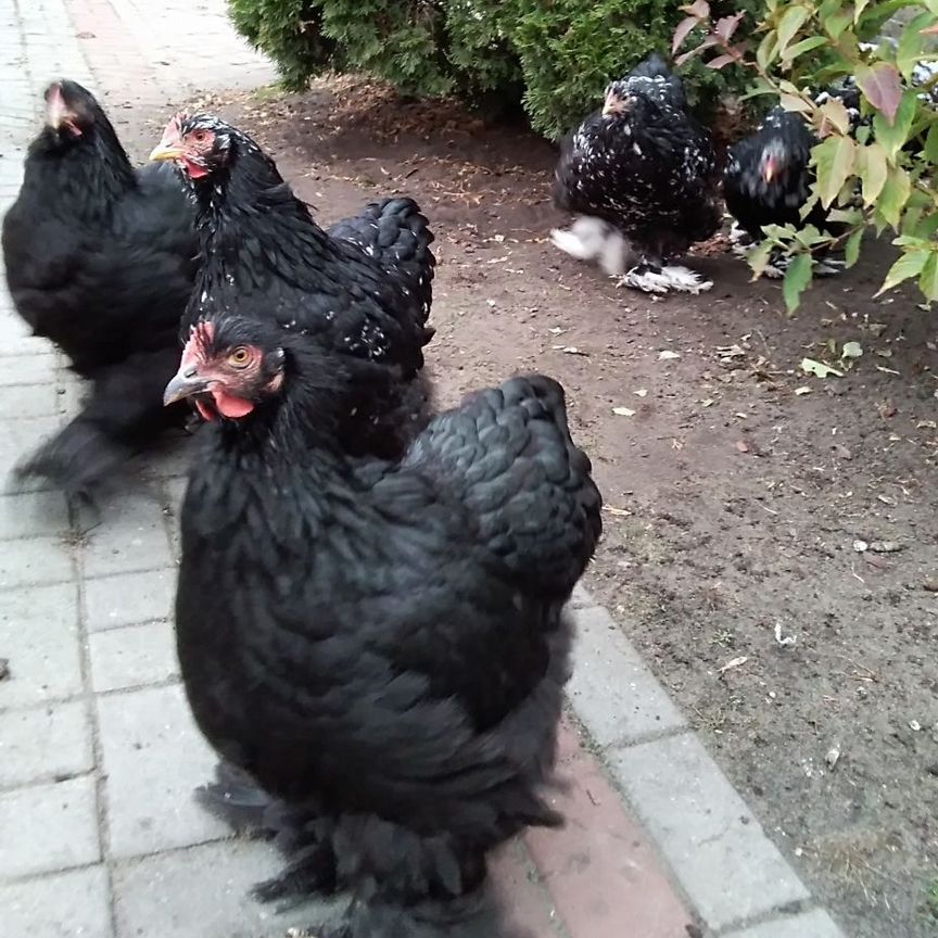 Куры кохинхин, петухи