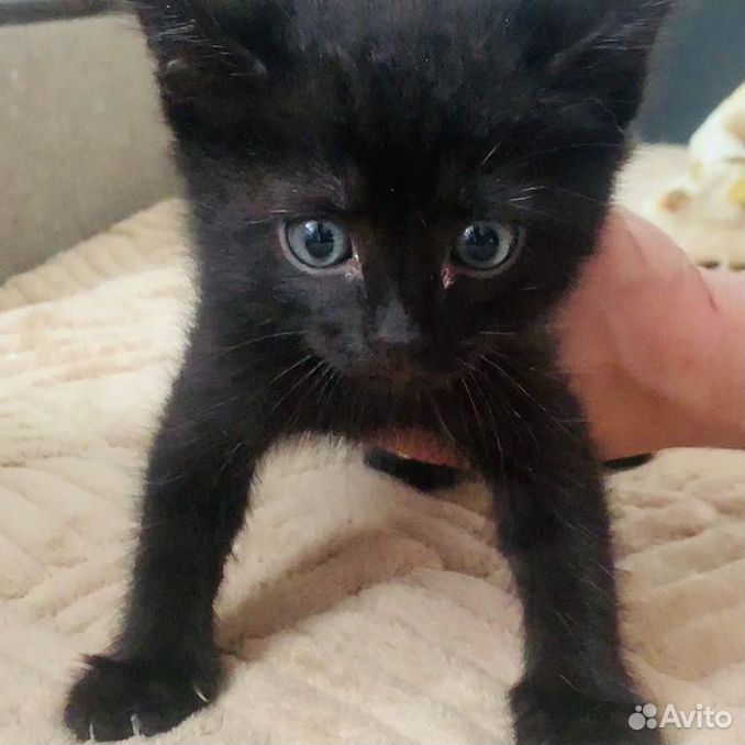 Котенок черный Пантереныш ищет дом