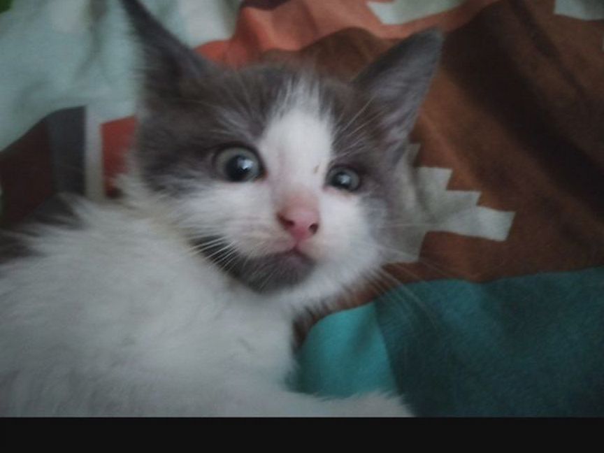 Отдам котят два мальчика и две девочки