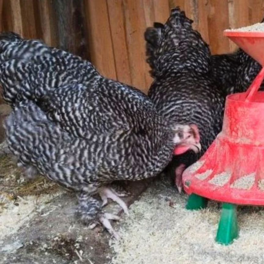 Мехеленская кукушка (малин) курица, петух