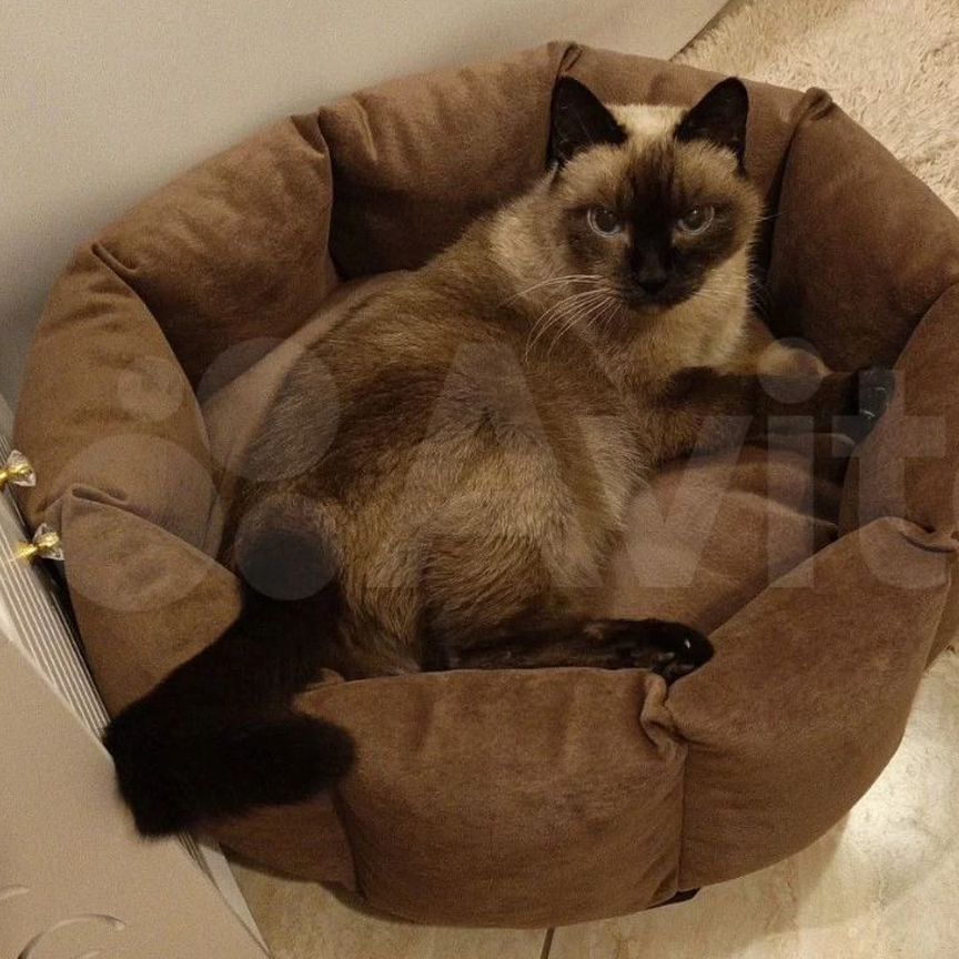 Лежанка для животных