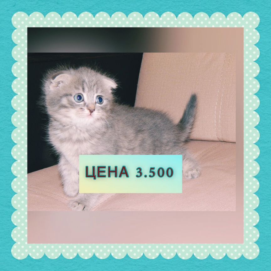 Шотландский вислоухий длинношёрстный котёнок