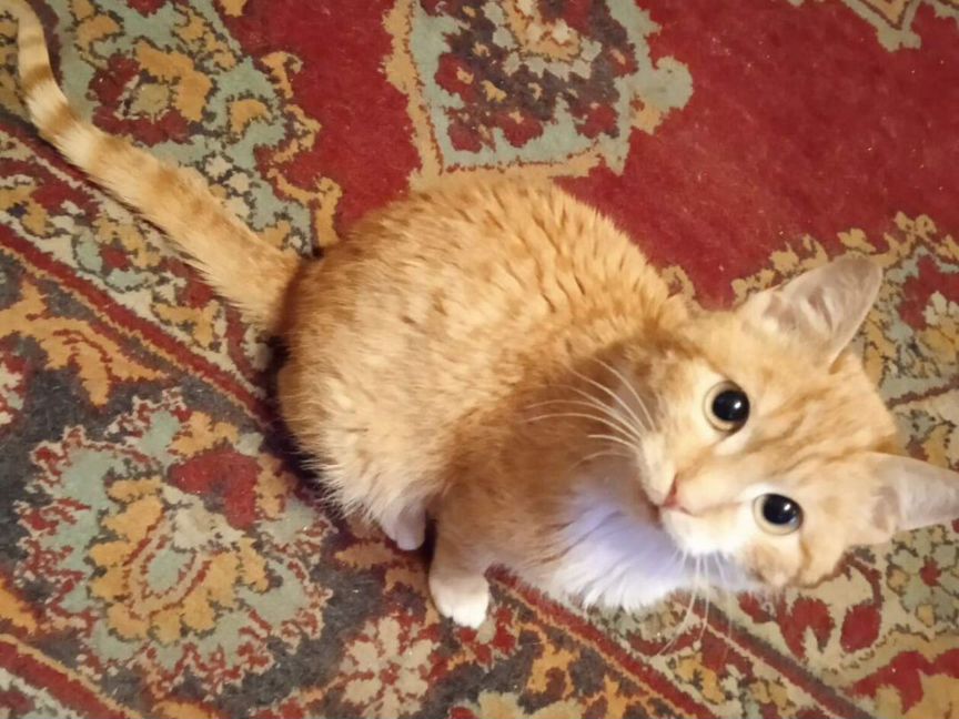 Кот Барсик