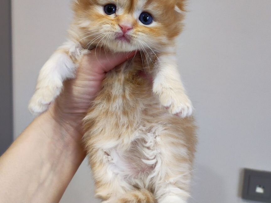 Шотландский вислоухий котик