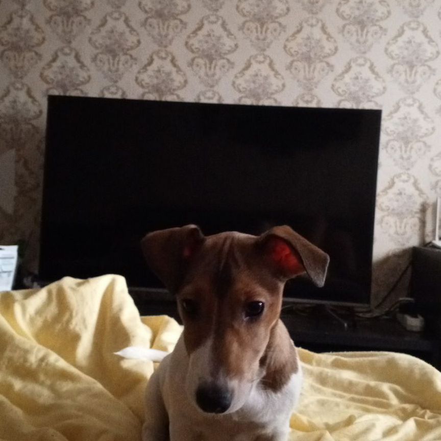 Отдам щенка в добрые руки