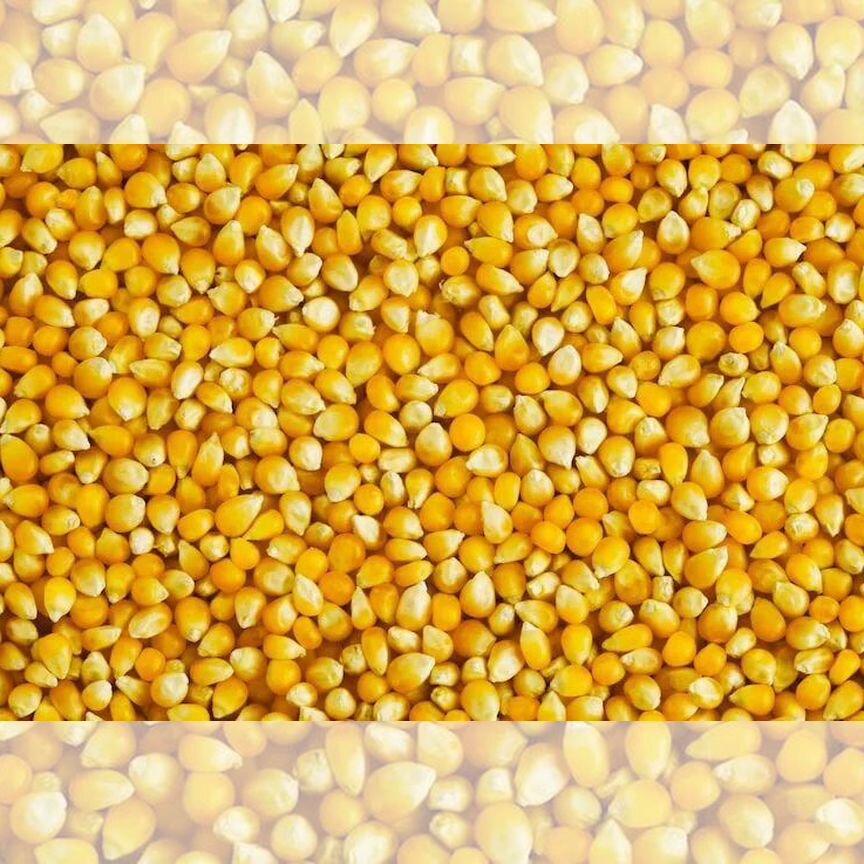 Кукуруза зерно