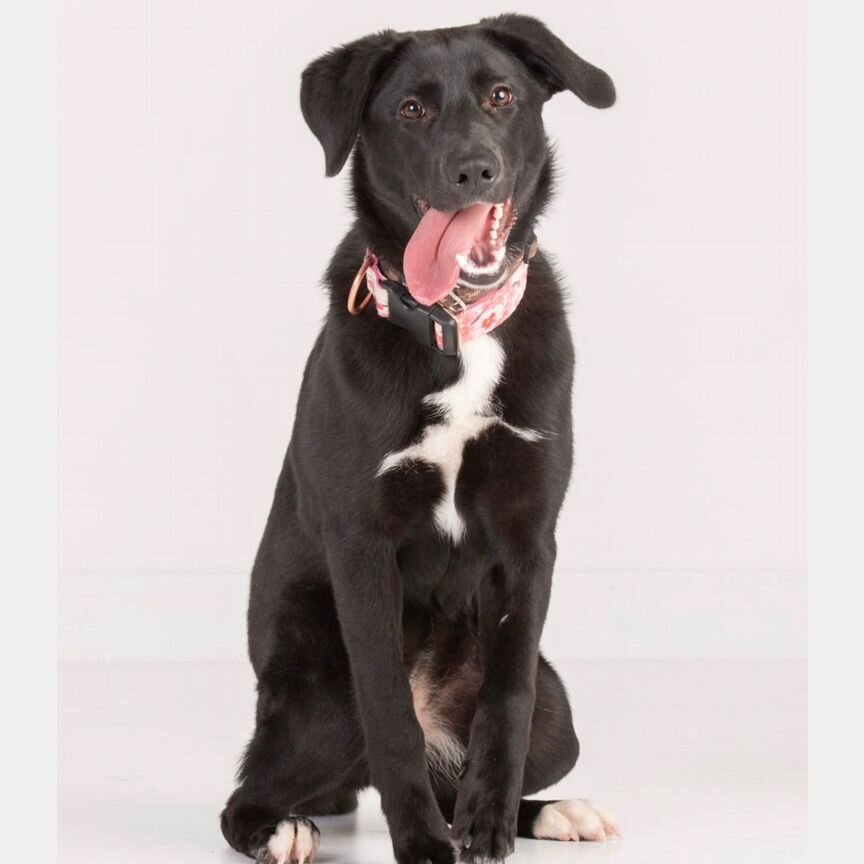 Щенок подросток приученный к выгулу