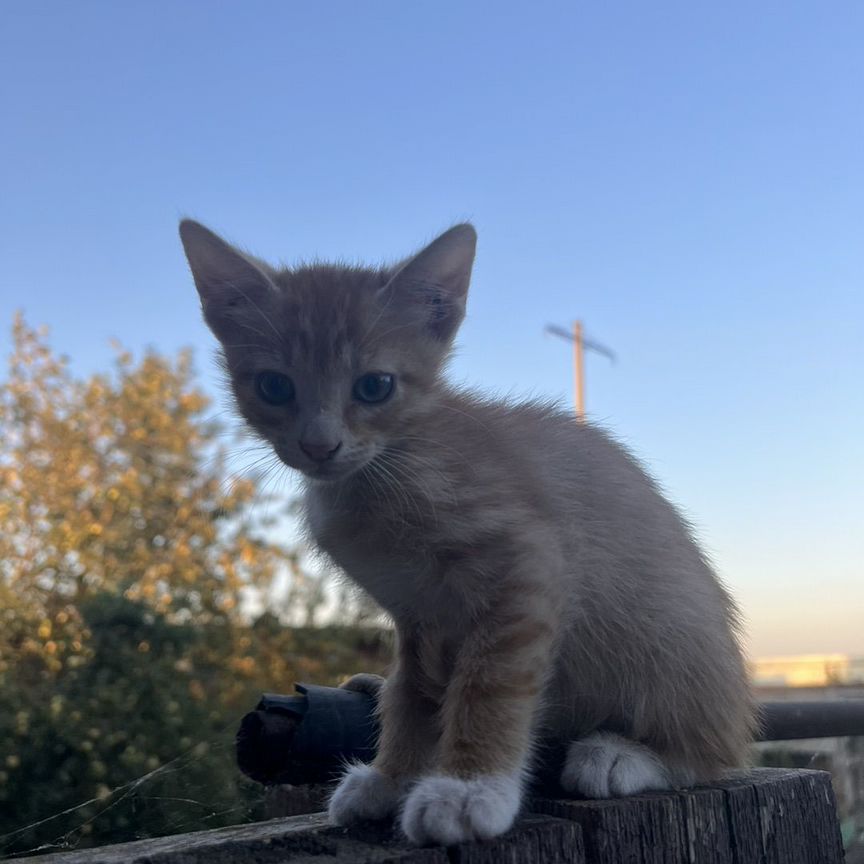 Котята в добрые руки