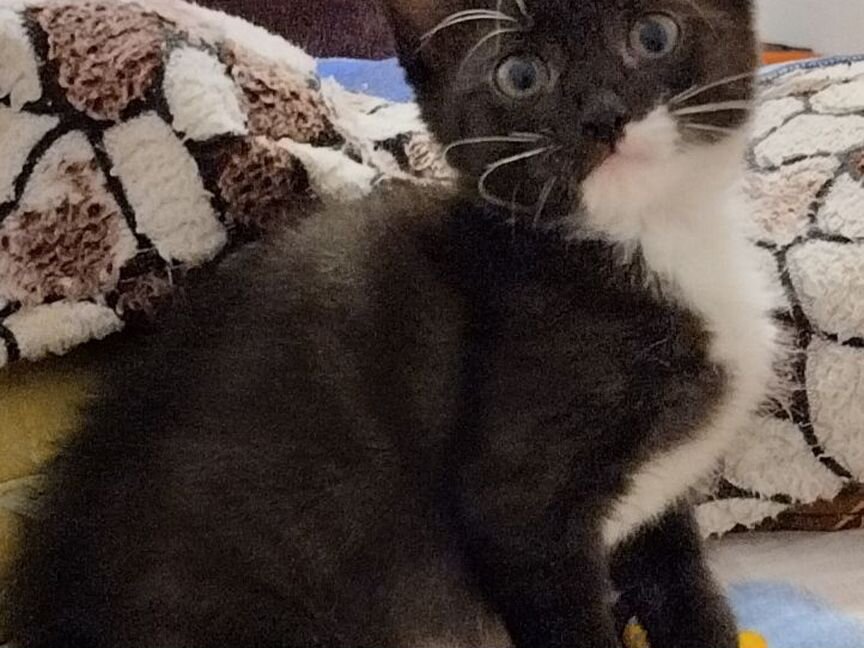 Котёнок