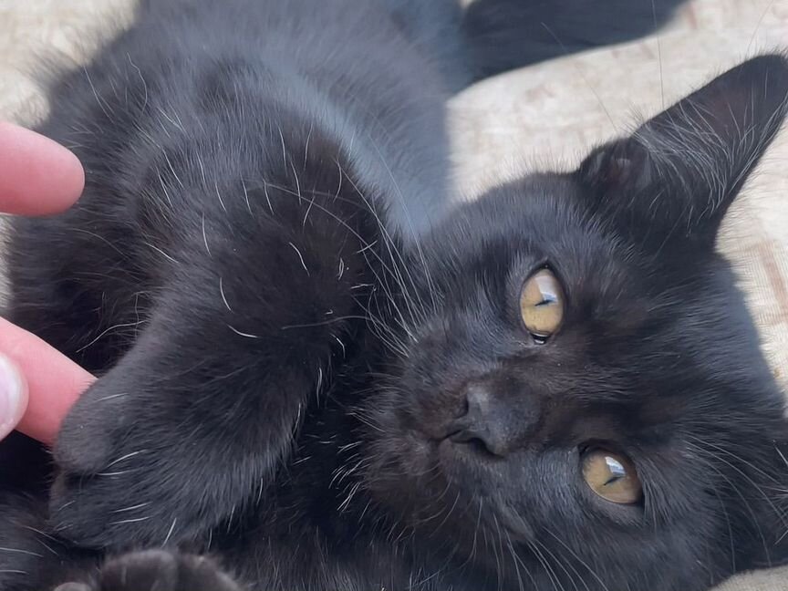 Котик