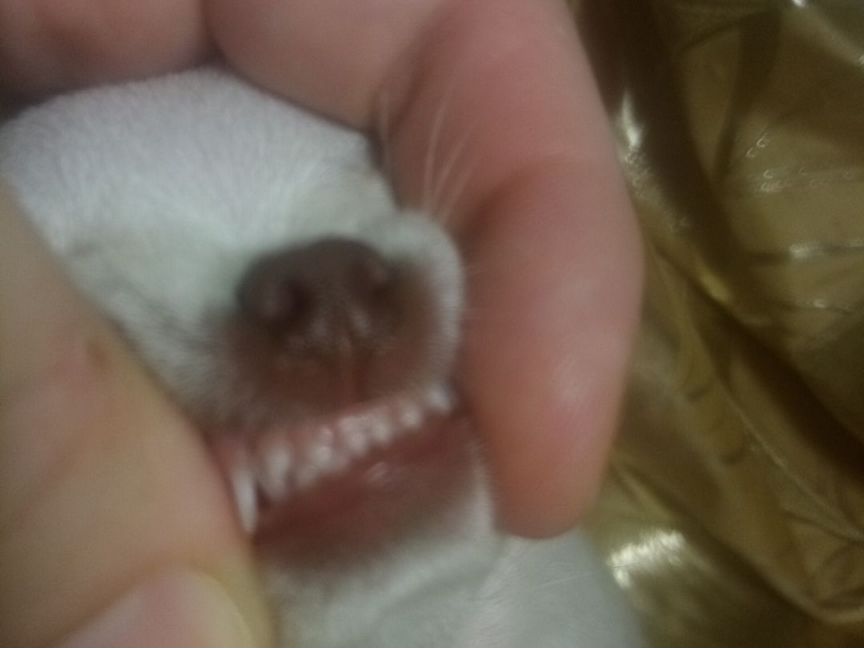 Миро подросток блондин