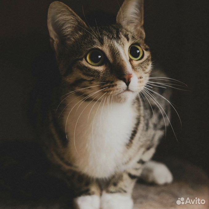 Кот Орфей в добрые руки