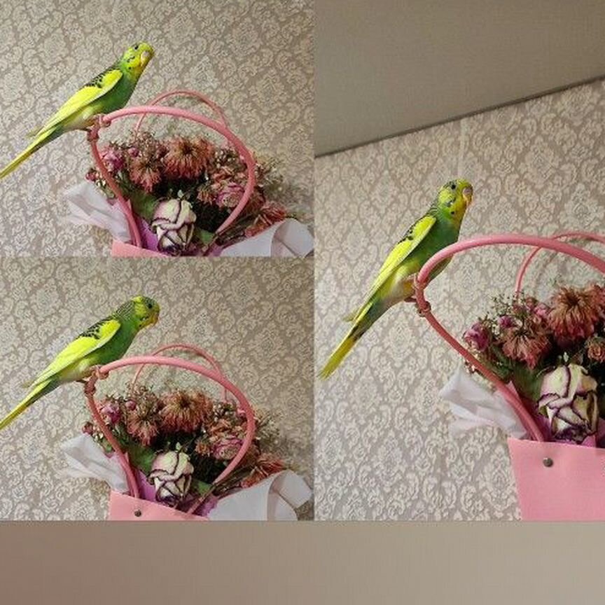 Волнистый попугай с клеткой