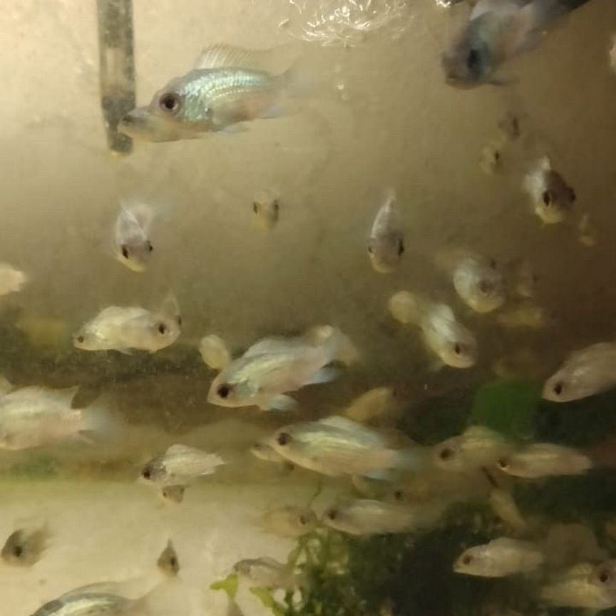 Мальки нанакары блю