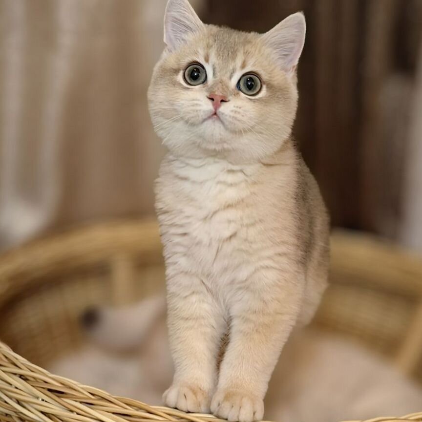 Британский короткошёрстный котёнок