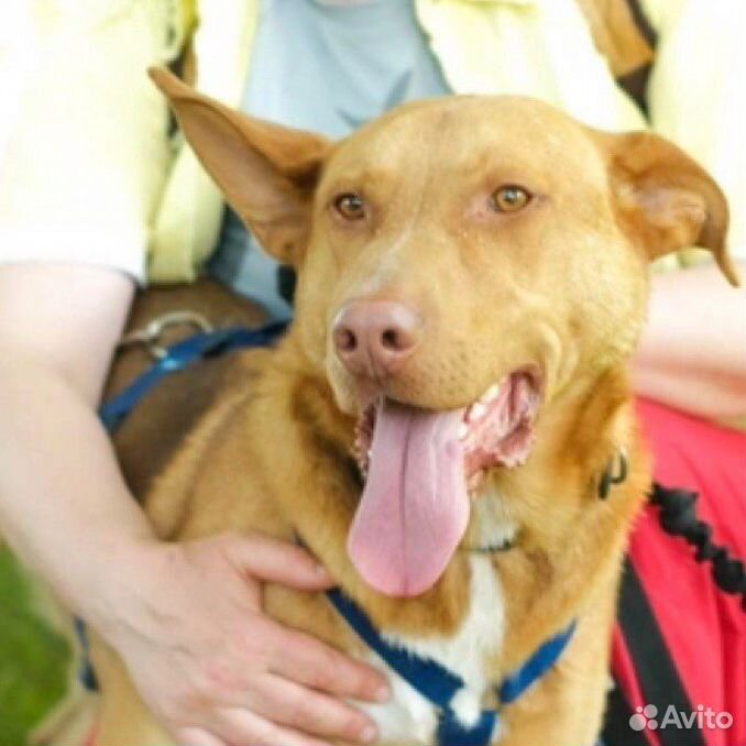 Рэмбо из приюта в поисках семьи