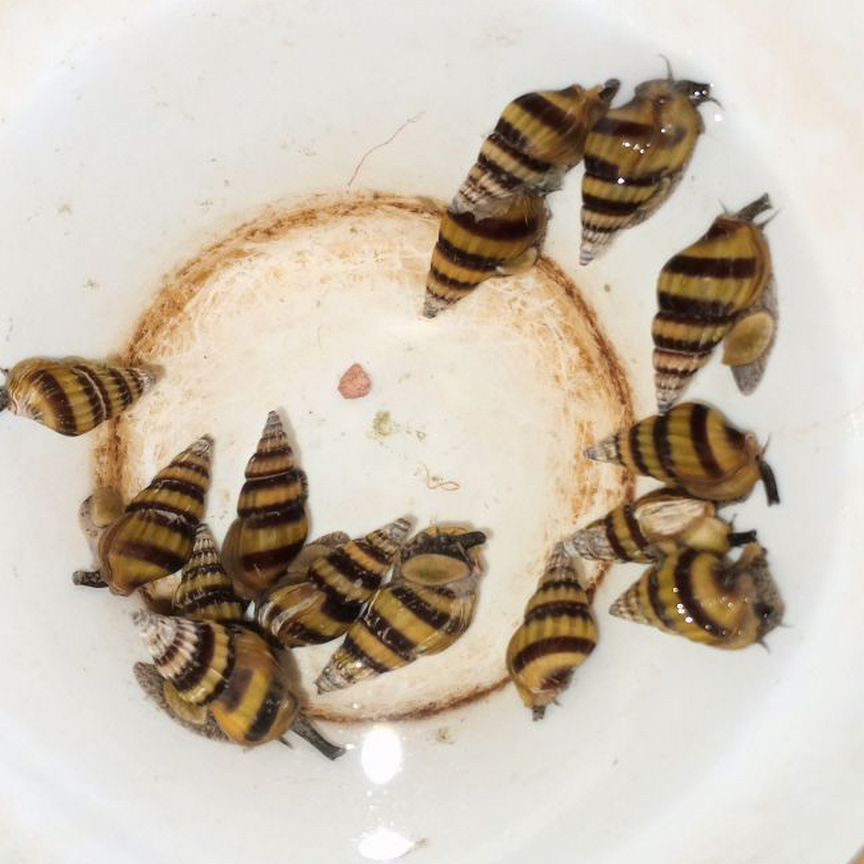 Аквариумные улитки Хелены