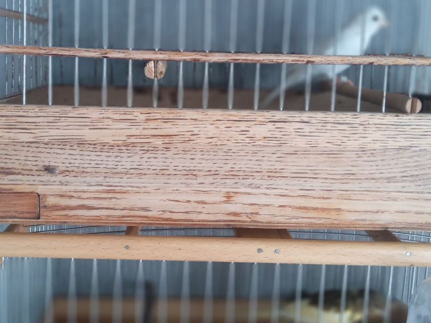 Овсяночный напев кенары