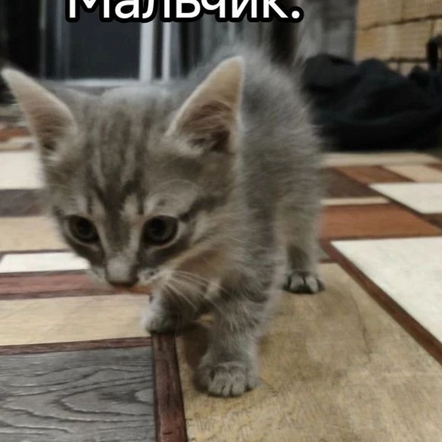Котёнок в добрые руки