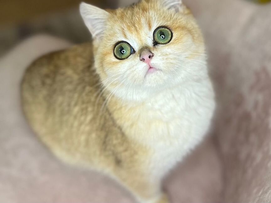 Британская золотая шиншилла