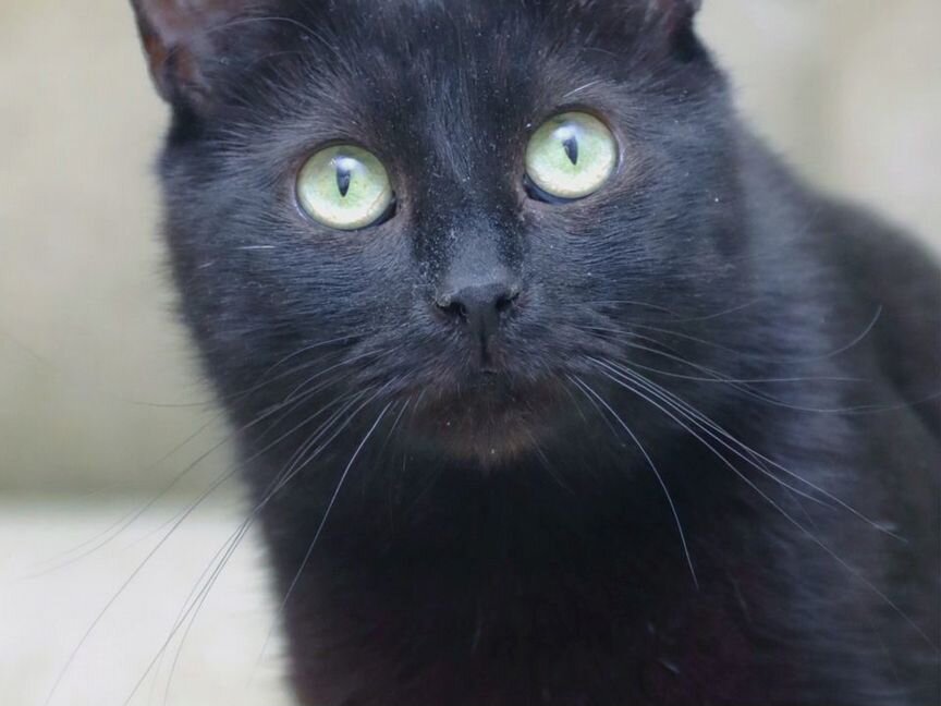 Чара -Очаровательная черная кошка