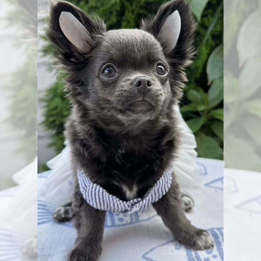 Чихуахуа, щенок