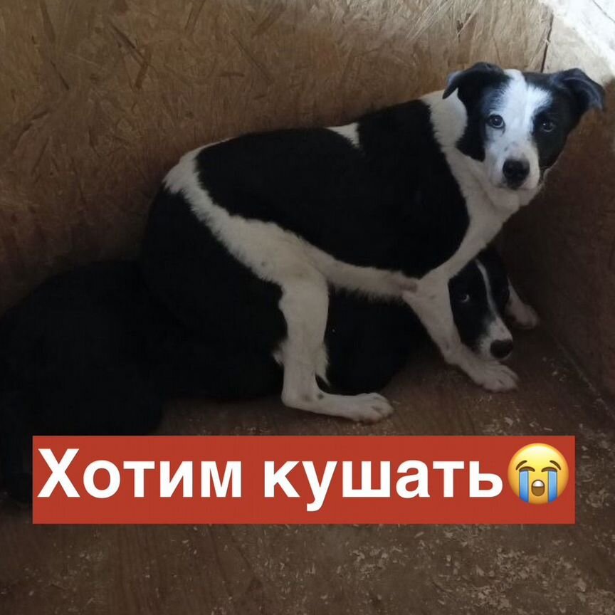 Взрослый пёс в добрые руки