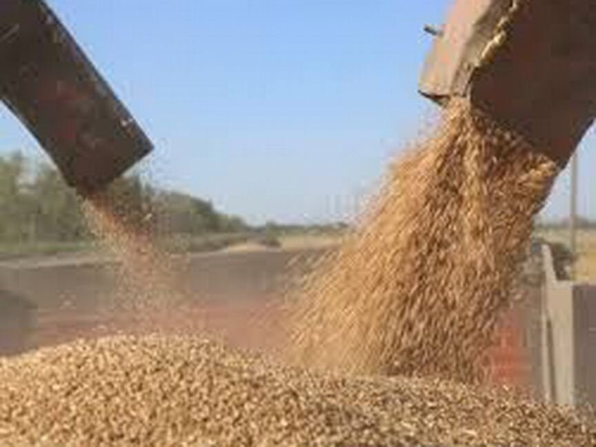 Продам зерно пшеница