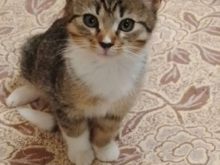 Котенок в добрые руки