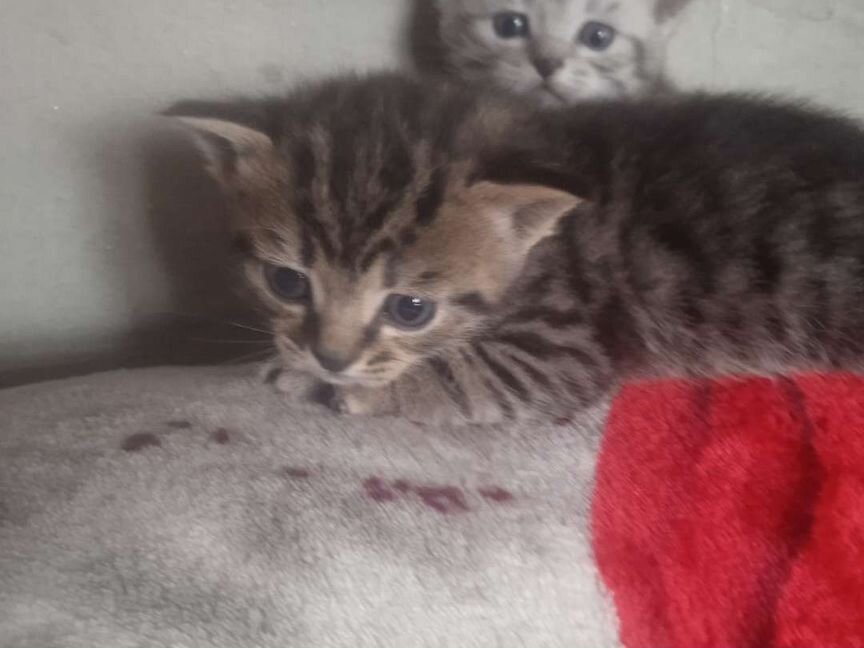 Кошки