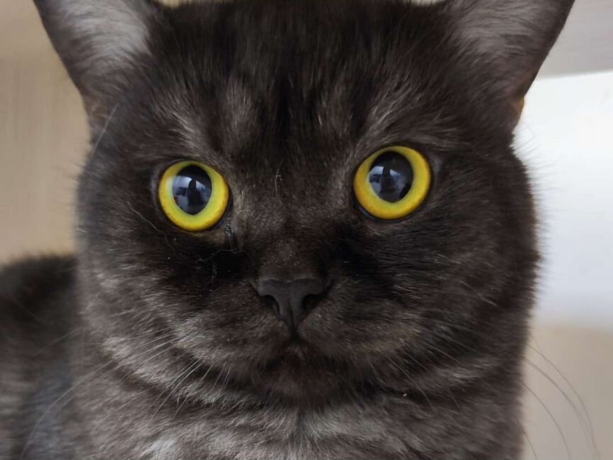 Британский котик окраса черный дым