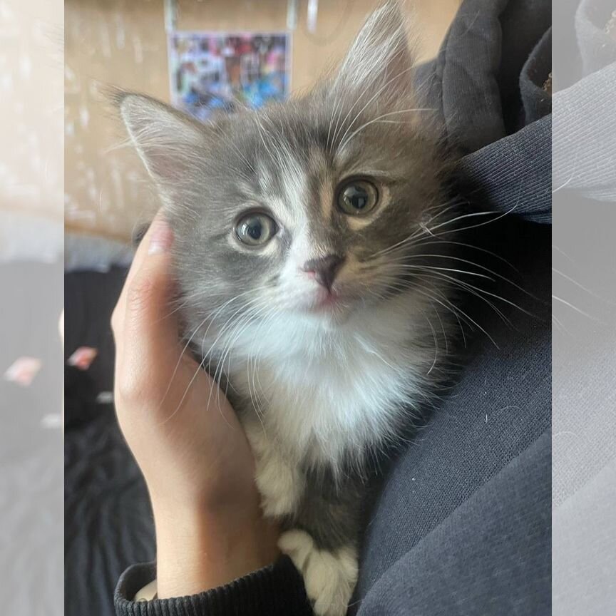 Котёнок в добрые руки
