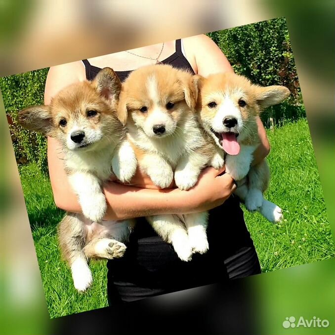 Очаровашки коржики